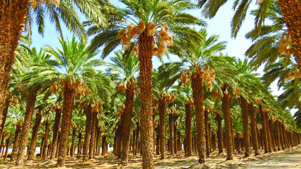 Abraham’s journey through the ‘Land of Promise’ - ICEJ